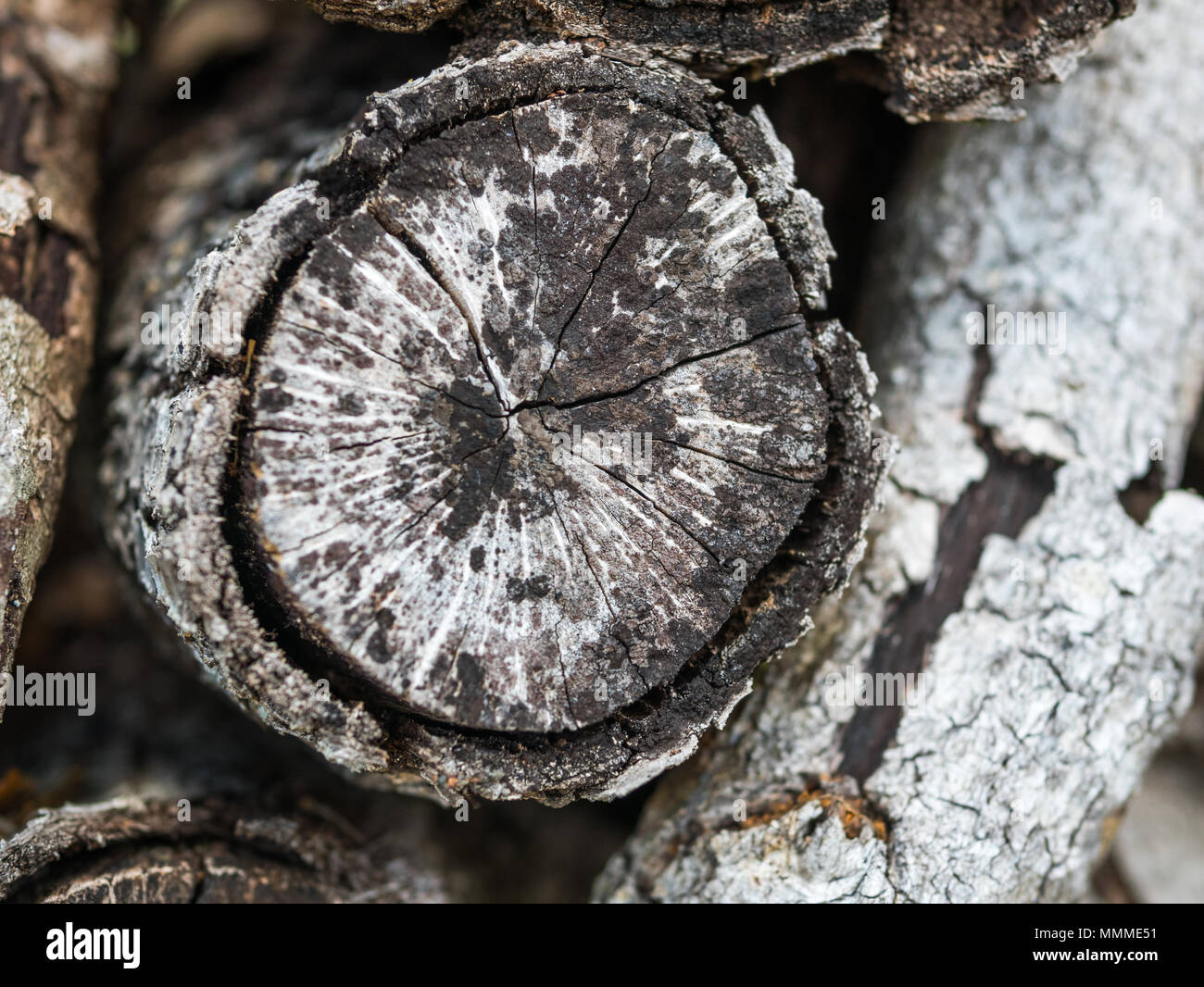 Close up of a very old chopped log for firewood with visible signs of ...