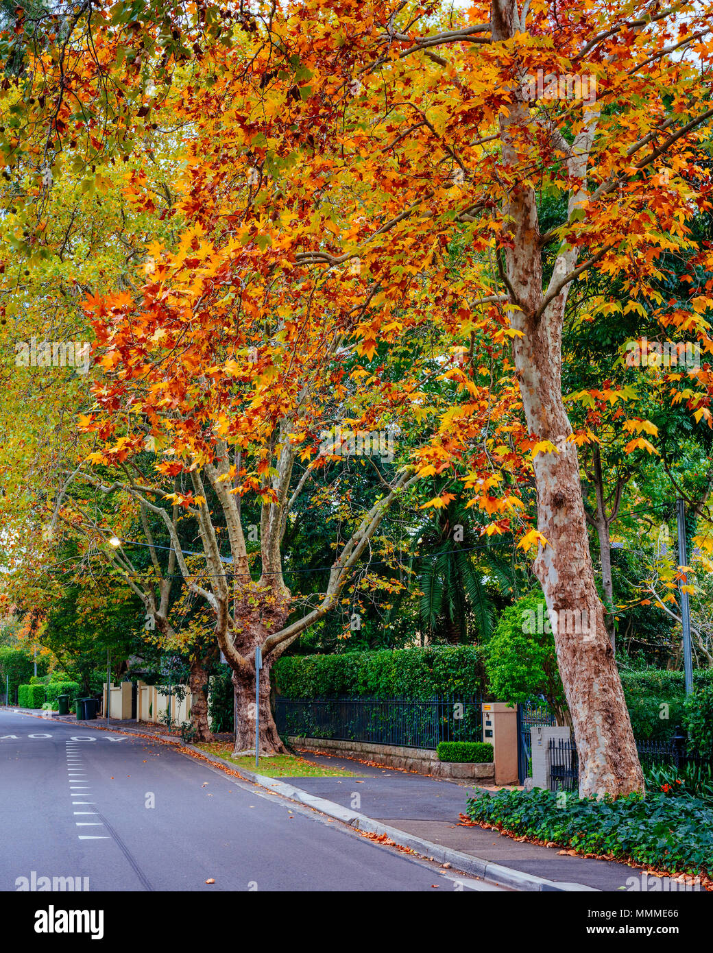 Wahroonga park hi-res stock photography and images - Alamy