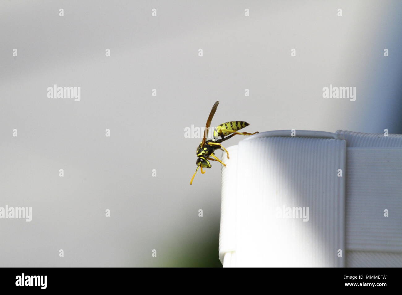 bee wasp close up Stock Photo - Alamy