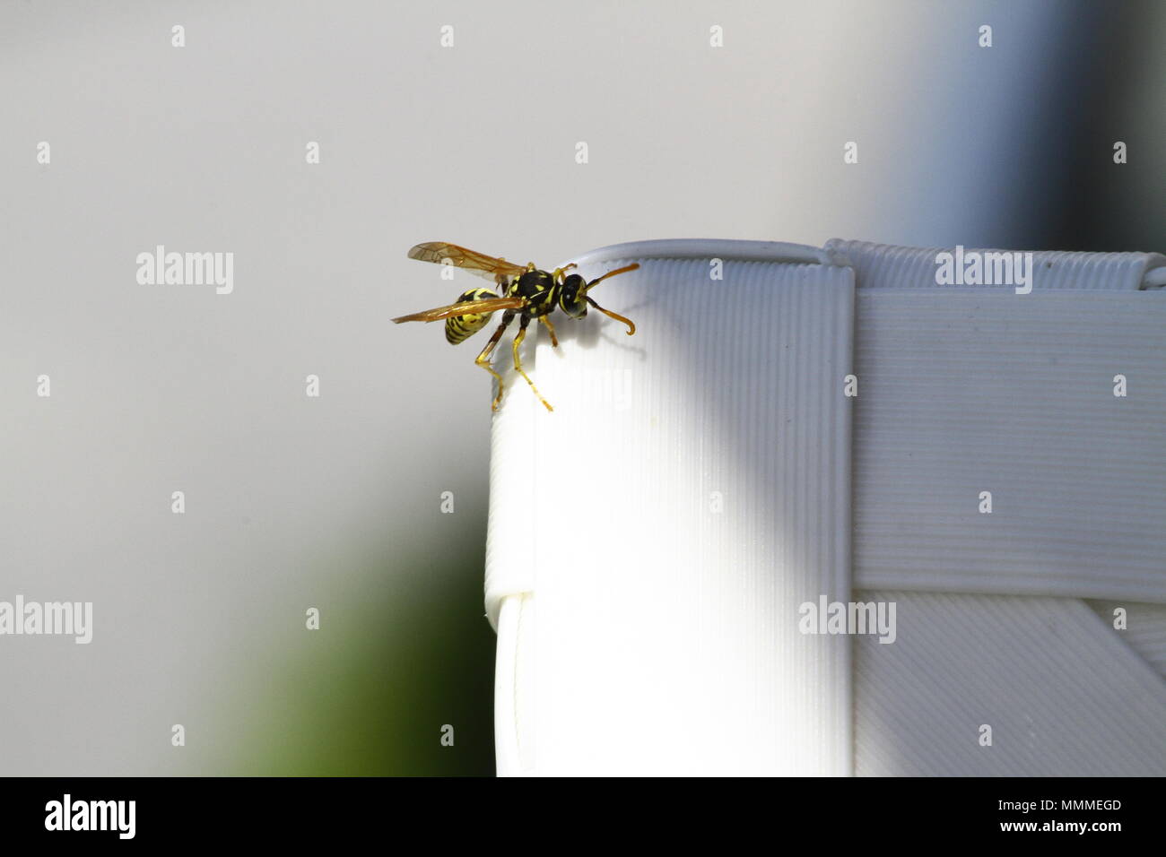 bee wasp close up Stock Photo - Alamy