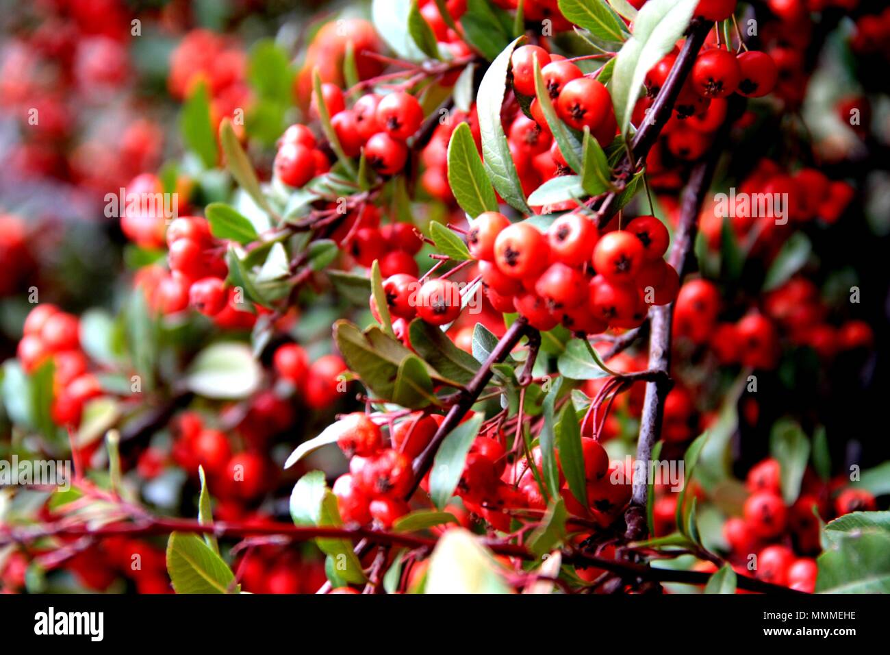 red berries of the bushes Stock Photo - Alamy