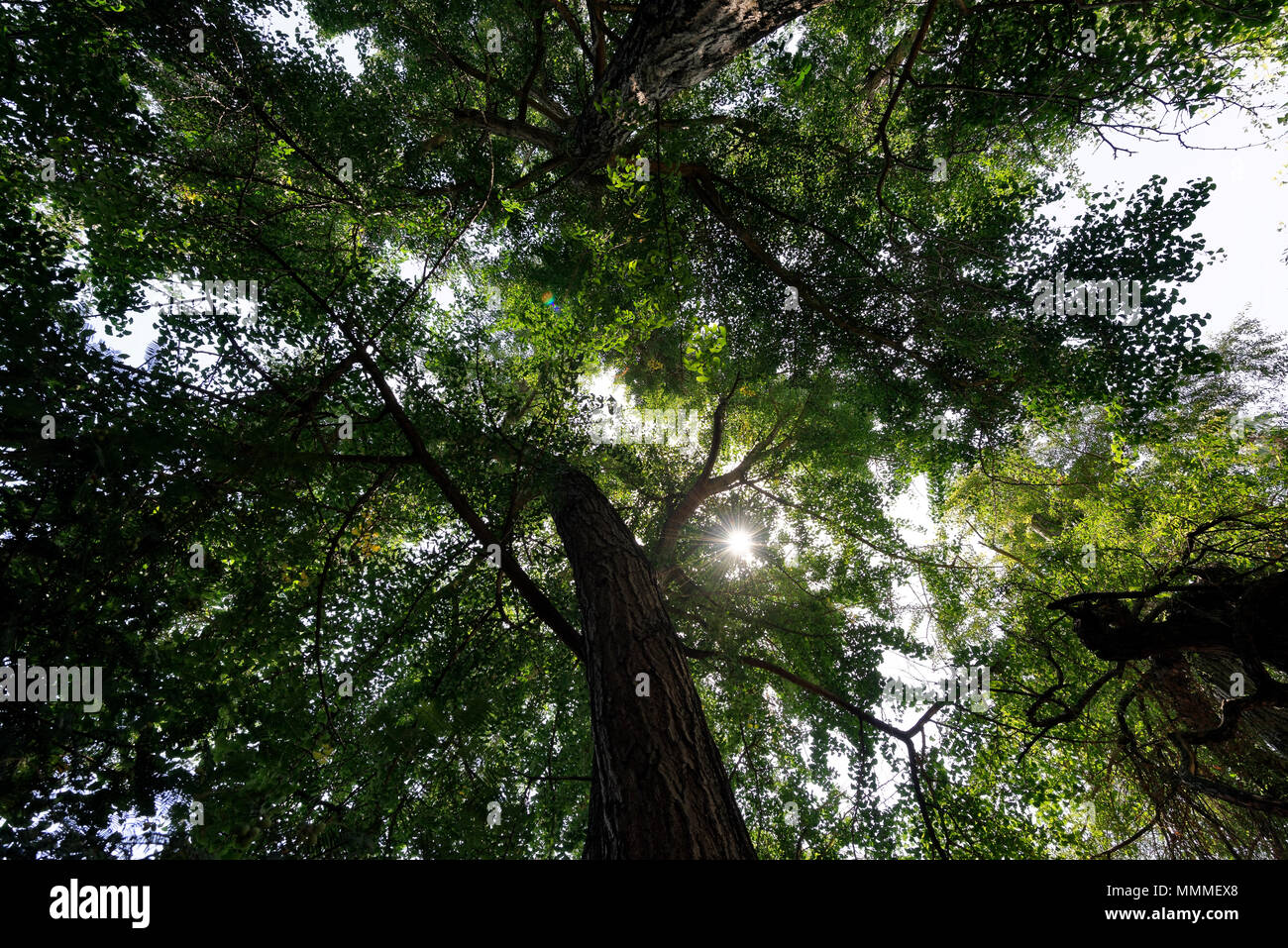 Canopy of Ginkgo biloba also known as maidenhair tree at the Orto ...