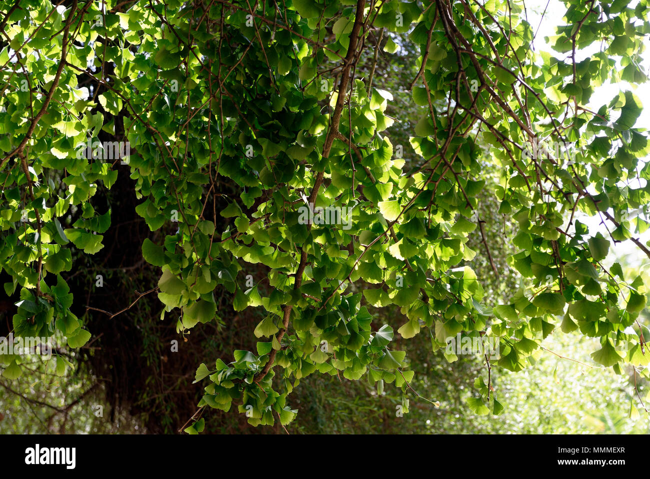 Ginkgo biloba also known as maidenhair tree at the Orto Botanico di ...