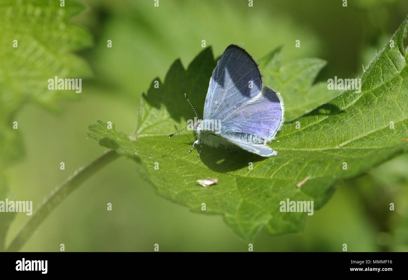 Holly blue butterfly isolated hi-res stock photography and images - Alamy