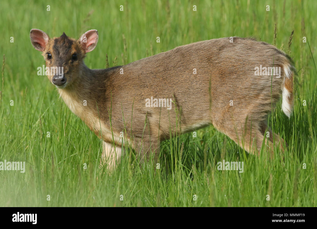 Muntjac Deer Fawn Stock Photos & Muntjac Deer Fawn Stock Images - Alamy
