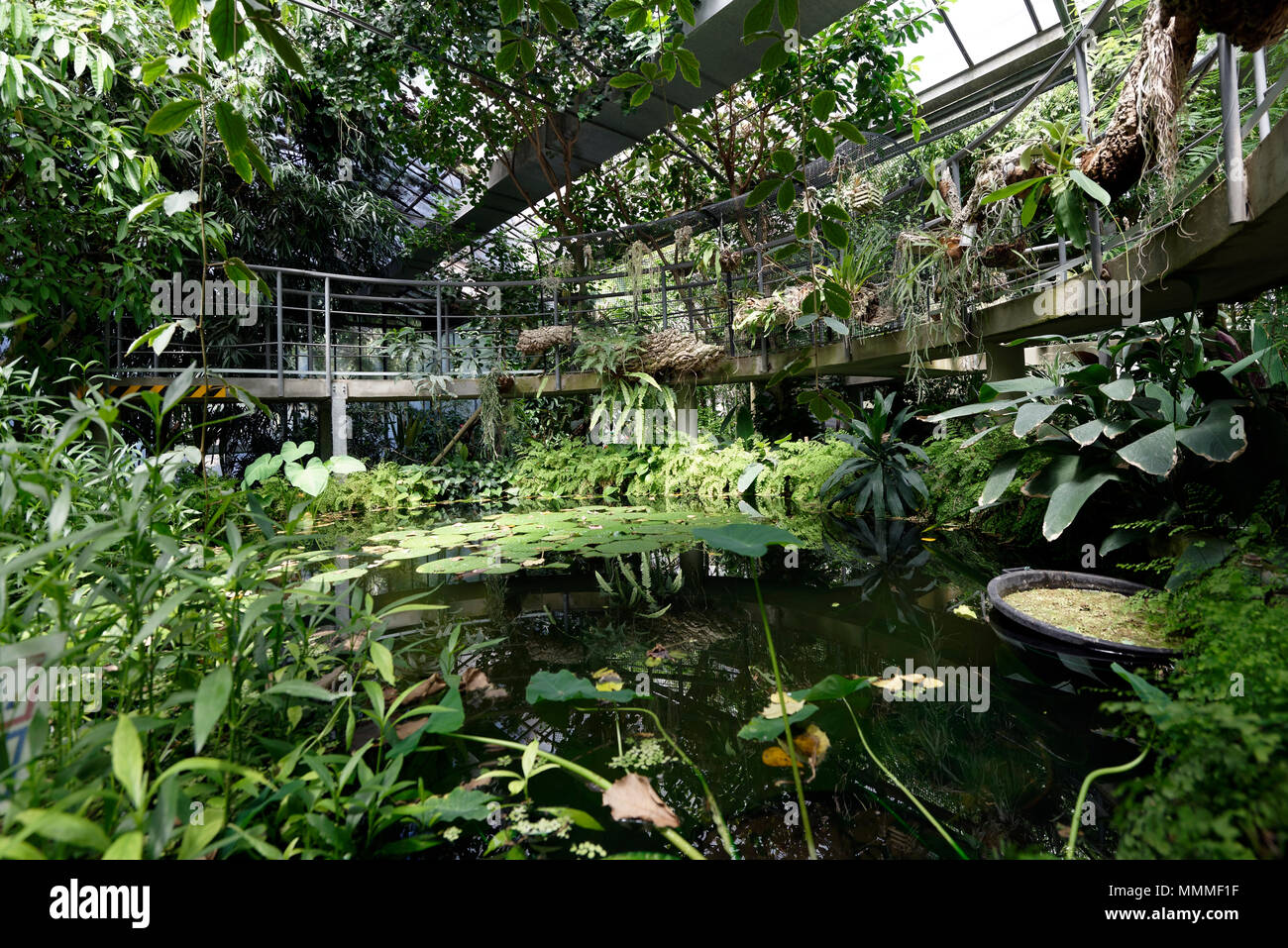 Inside view of the Tropical Greenhouse, Orto Botanico di Roma or Rome's ...