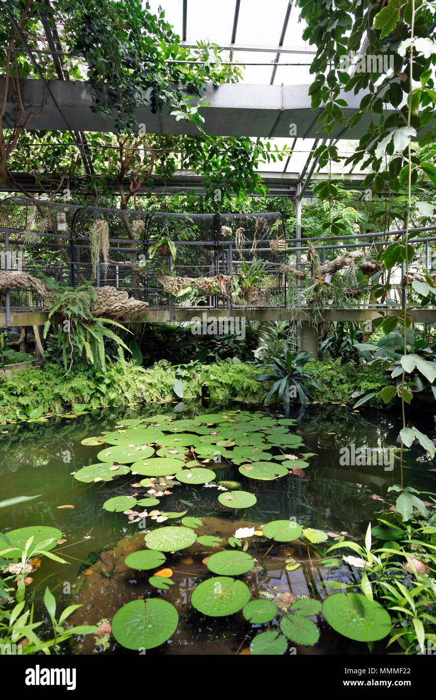 Inside view of the Tropical Greenhouse, Orto Botanico di Roma or Rome's ...