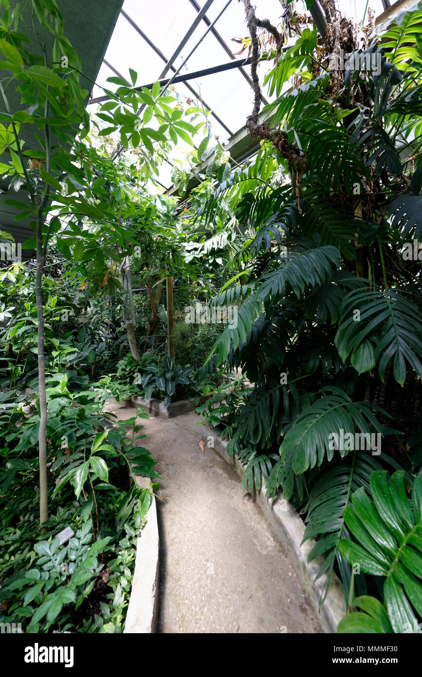 Inside view of the Tropical Greenhouse, Orto Botanico di Roma or Rome's ...
