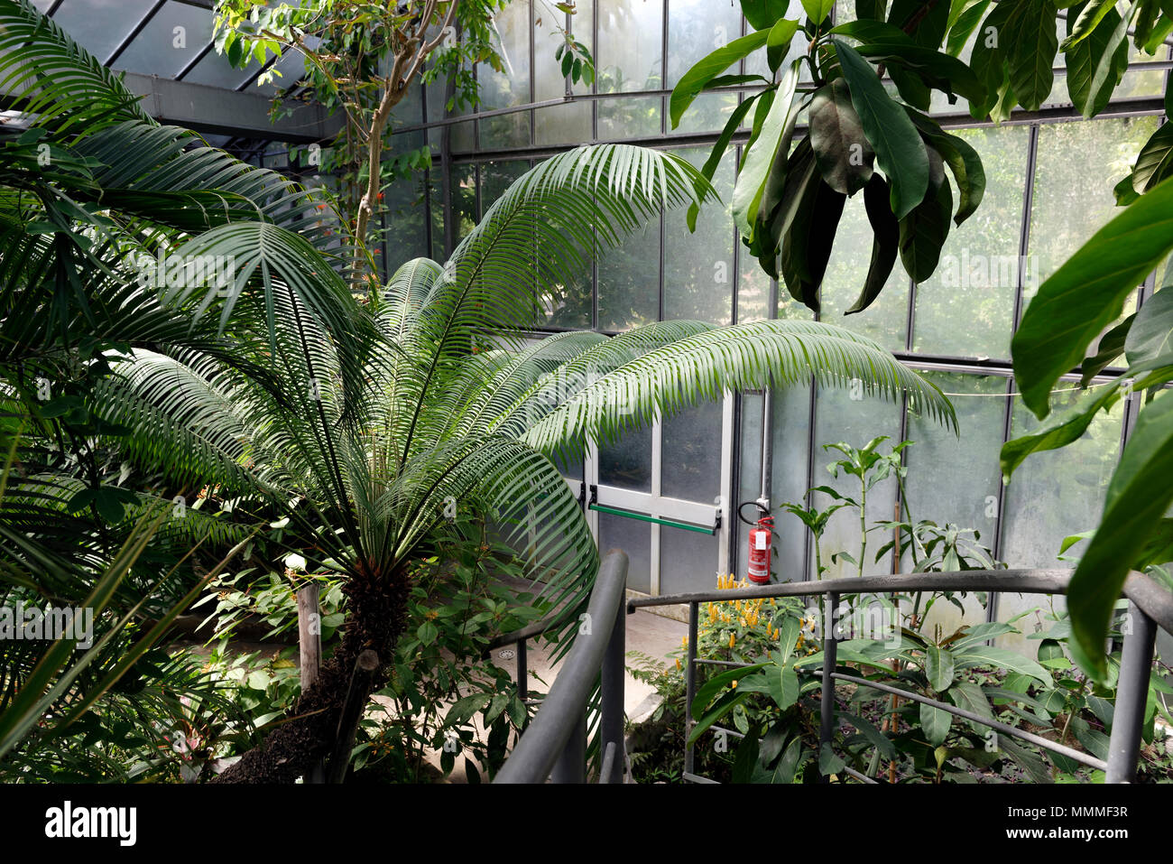 Inside view of the Tropical Greenhouse, Orto Botanico di Roma or Rome's ...