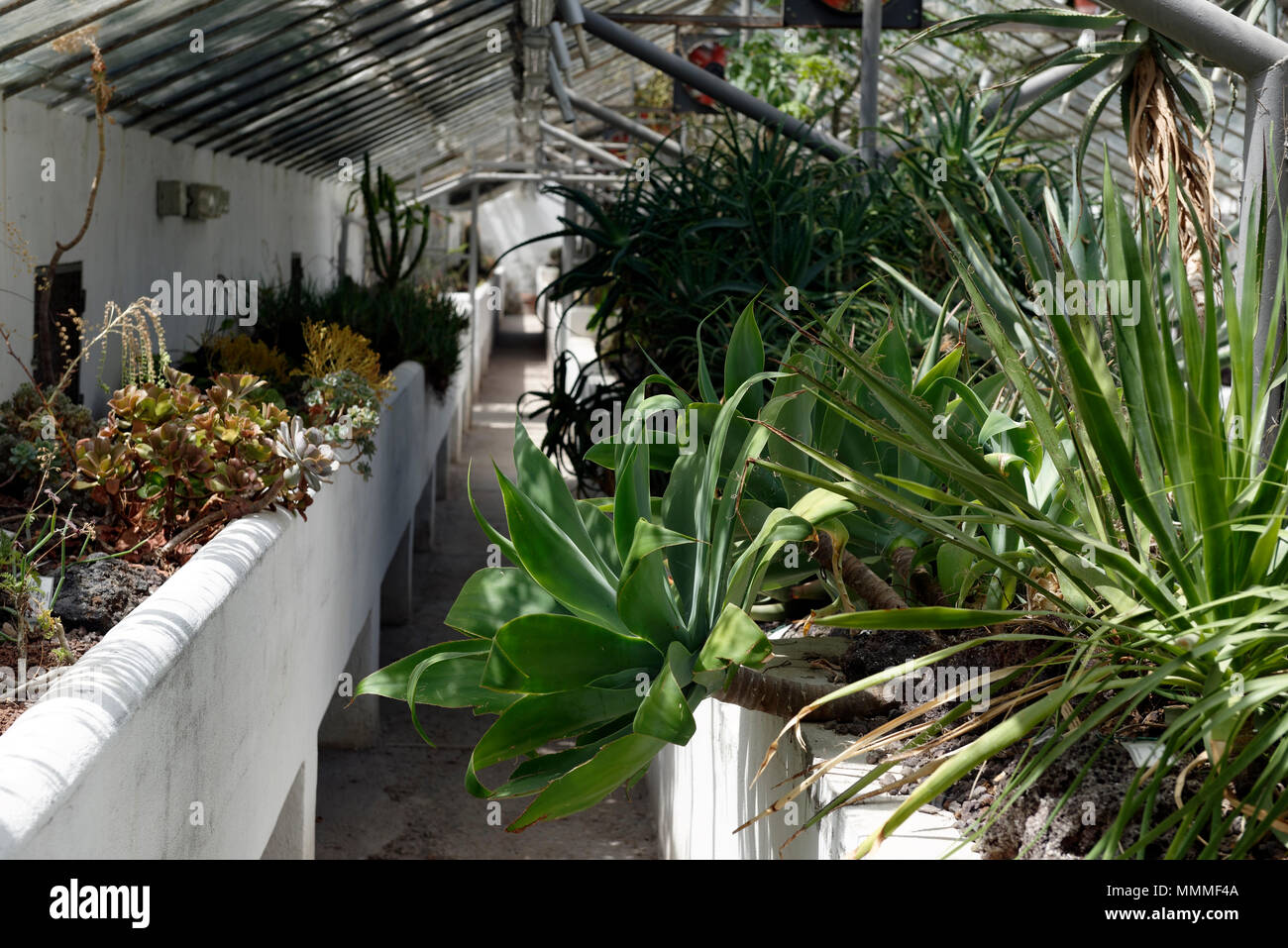 The Corsini Greenhouse, Orto Botanico di Roma or Rome's Botanical ...