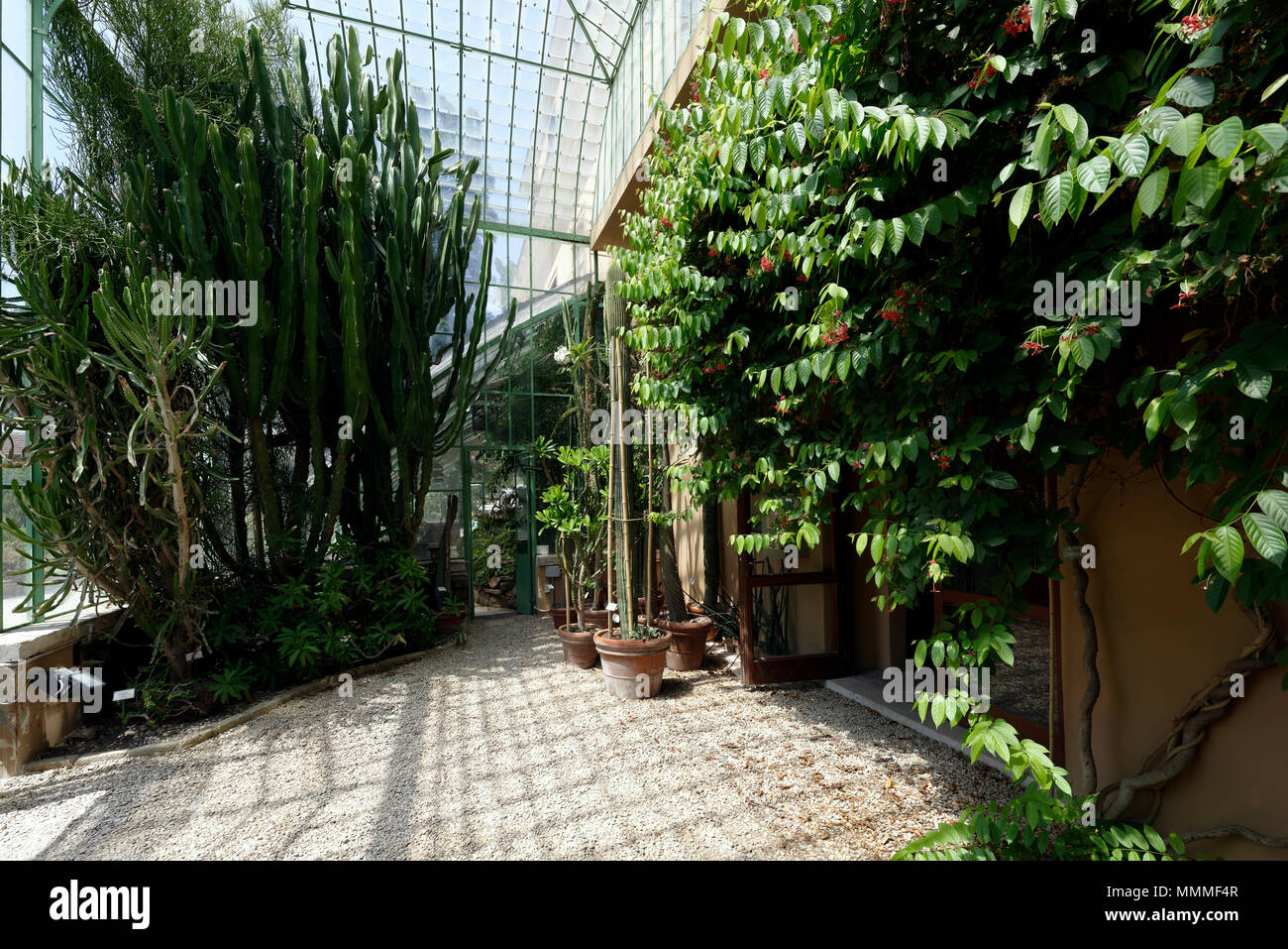 The monumental Greenhouse, Orto Botanico di Roma or Rome's Botanical ...