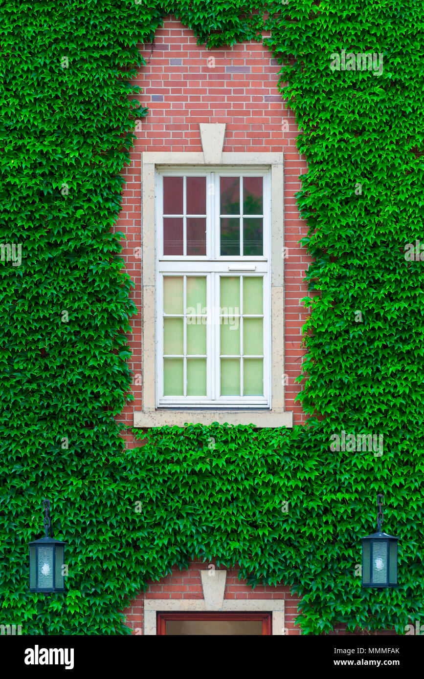 Vines growing up wall building hi-res stock photography and images - Alamy