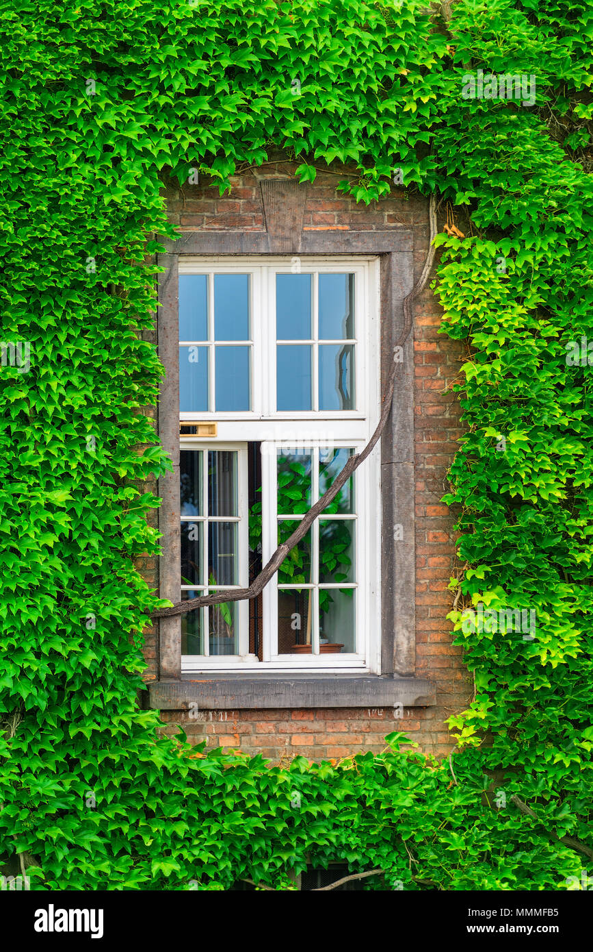 Vine around building hi-res stock photography and images - Alamy
