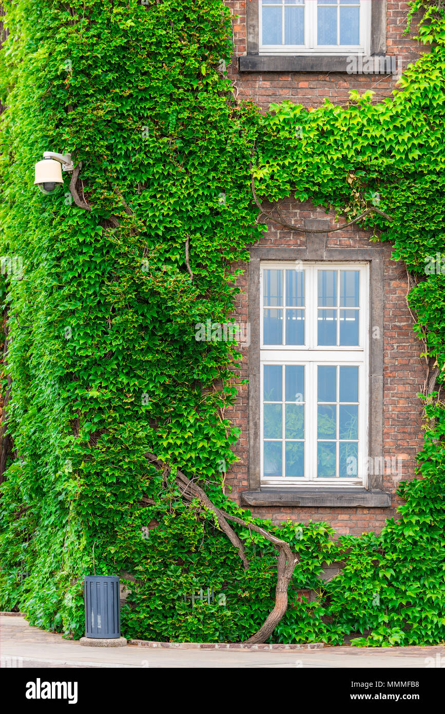 Overgrown vine leaves hi-res stock photography and images - Alamy