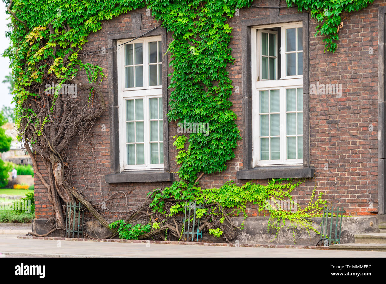 structure and nature, a wall covered with a vine Stock Photo - Alamy