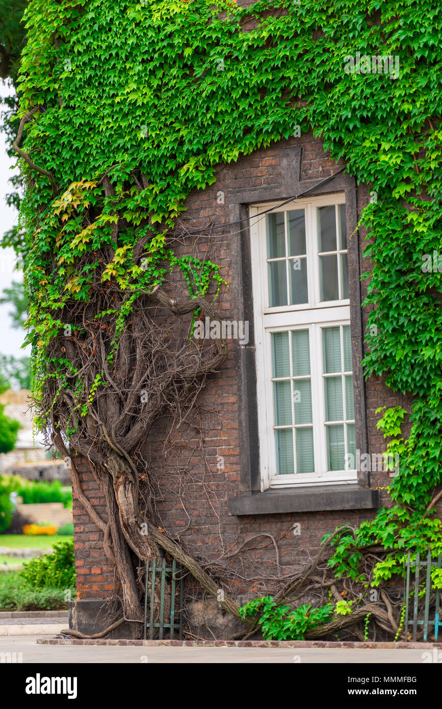 dense green vine on the building close-up Stock Photo - Alamy