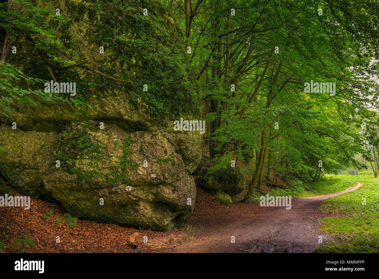 Empty pathway pine tree forest hi-res stock photography and images - Alamy