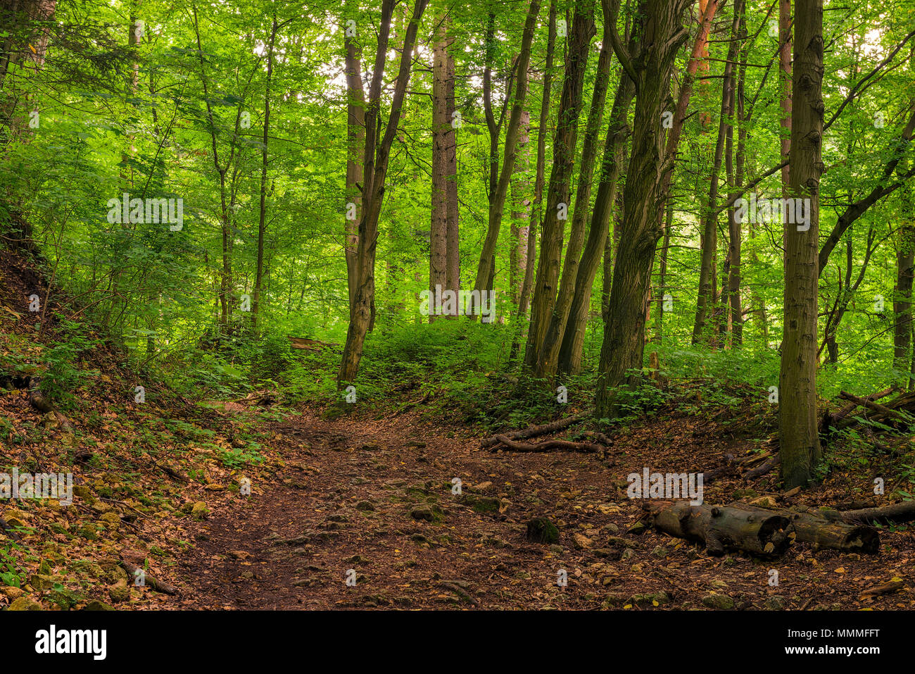 Thick deciduous tree forest hi-res stock photography and images - Alamy