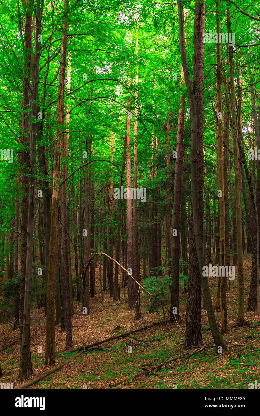 vertical photograph of the trunks of tall trees in a mixed forest Stock Photo - Alamy