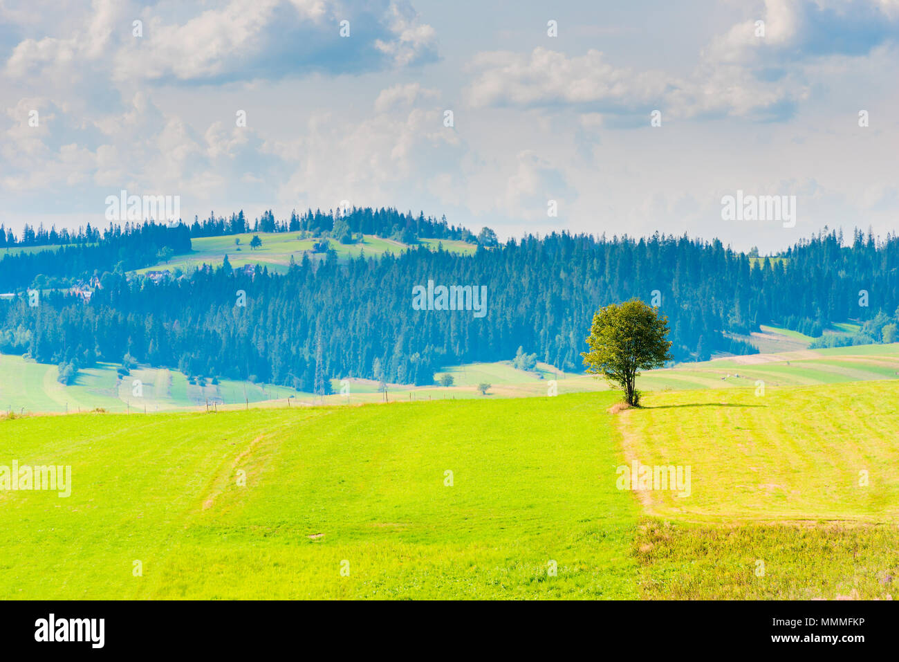 tree in a beautiful field, landscape on a sunny day Stock Photo - Alamy
