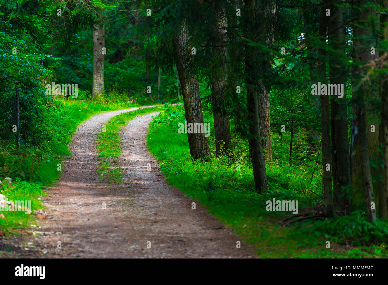 a wide path in the summer green forest, landscape Stock Photo - Alamy