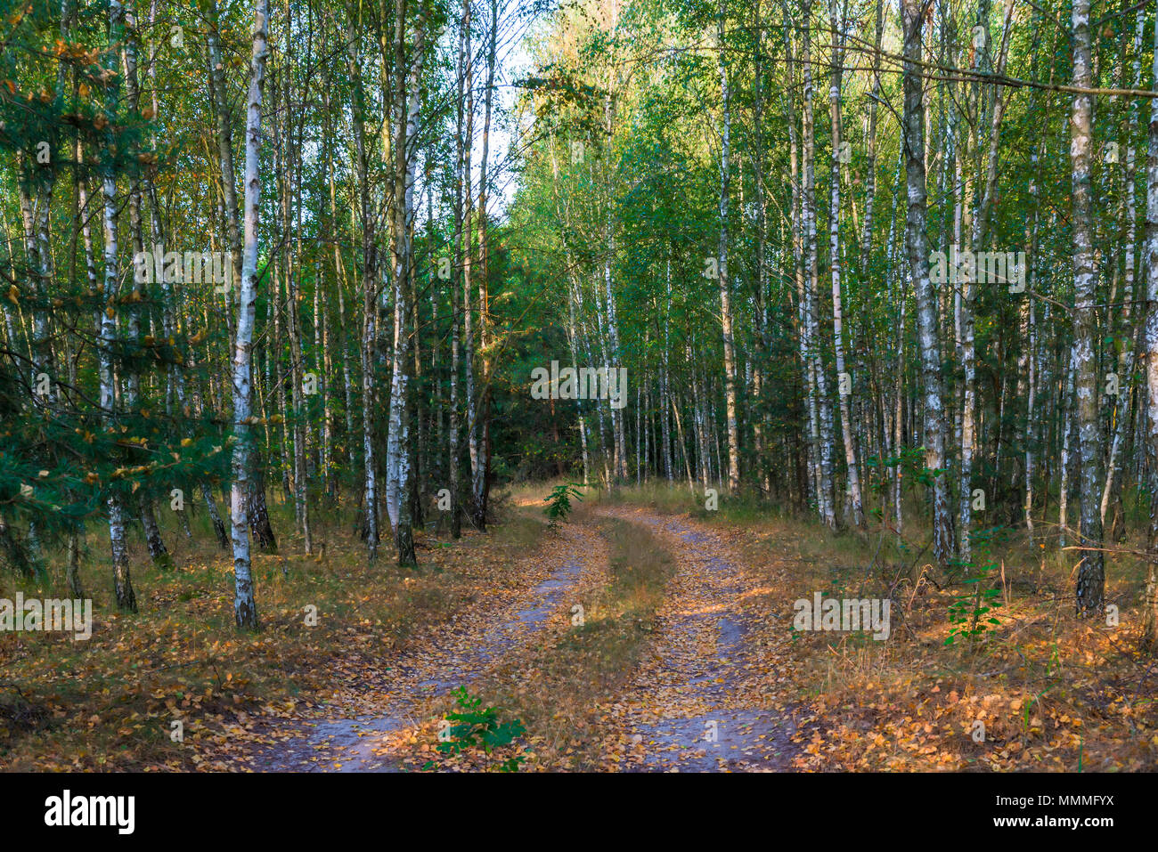 russian autumn forest, landscape with birches Stock Photo - Alamy