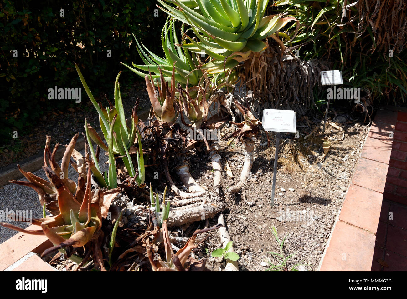 The Medicinal Garden also known as the Garden of Simples, Orto Botanico ...