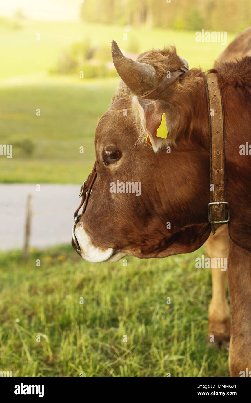 Bull horns cow animal close up hi-res stock photography and images - Alamy