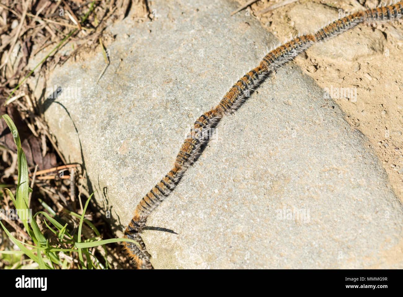 a line of Pine Procession Moth walking on stone Stock Photo - Alamy