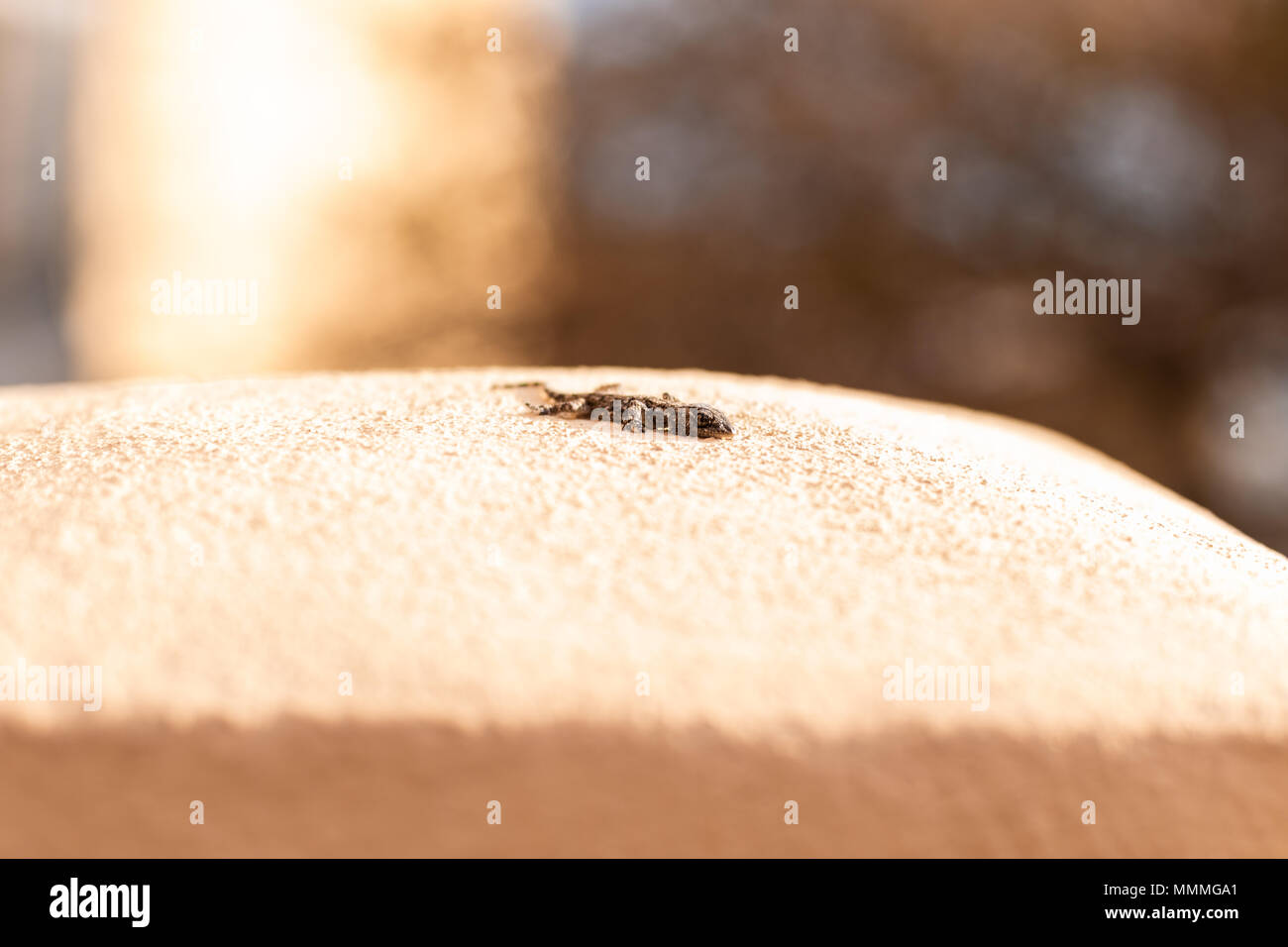 One small gecko lizard hi-res stock photography and images - Alamy