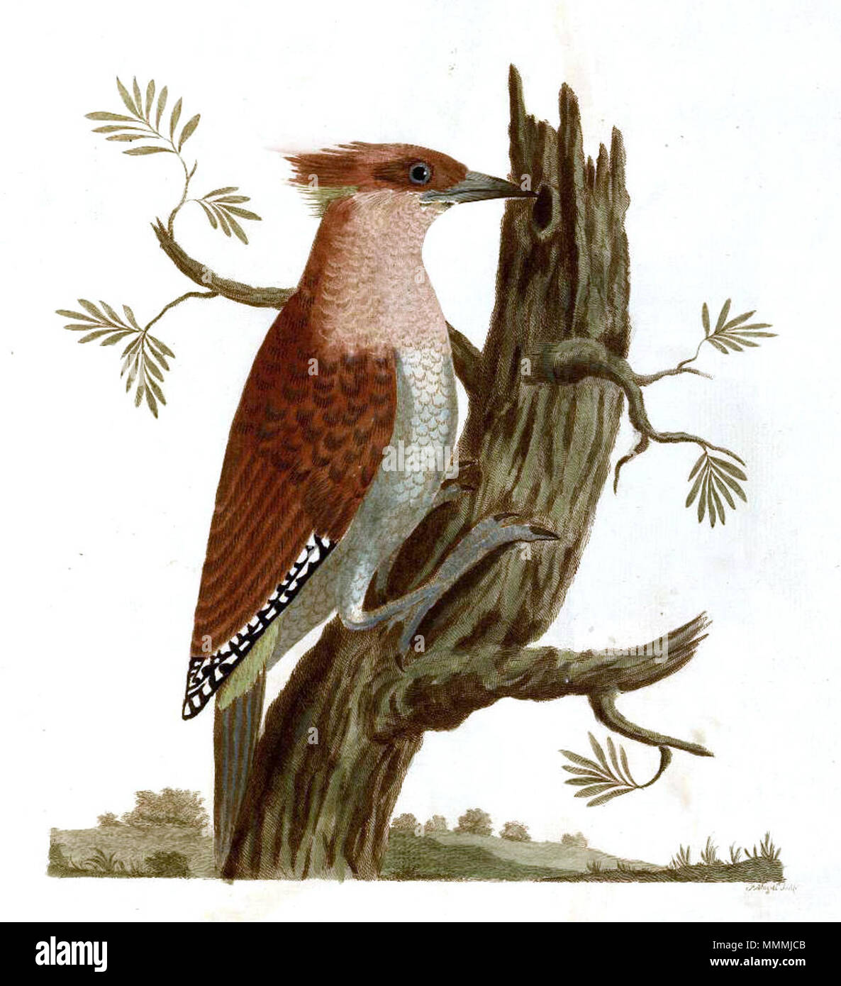 Peter bird Cut Out Stock Images & Pictures - Alamy