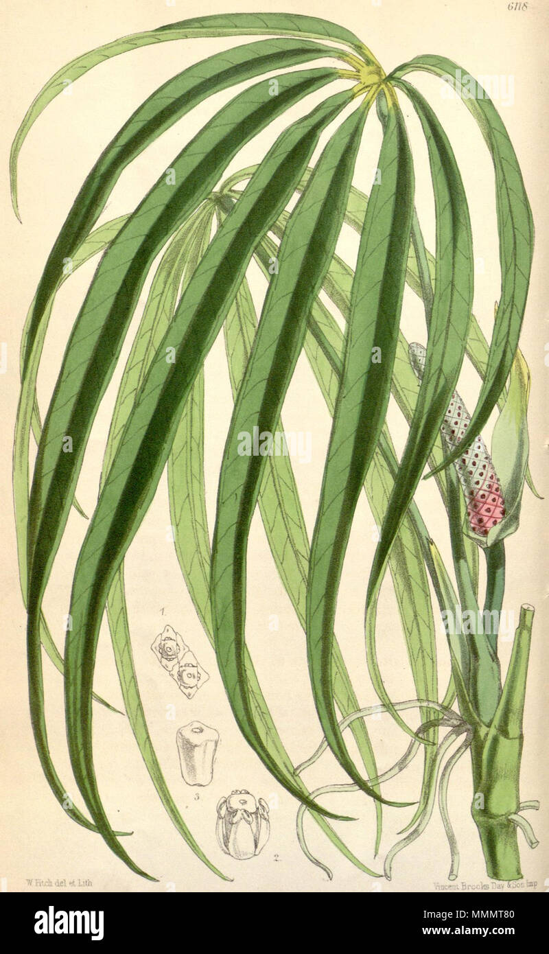. English: Anthurium pentaphyllum var. pentaphyllum (orig. as A ...
