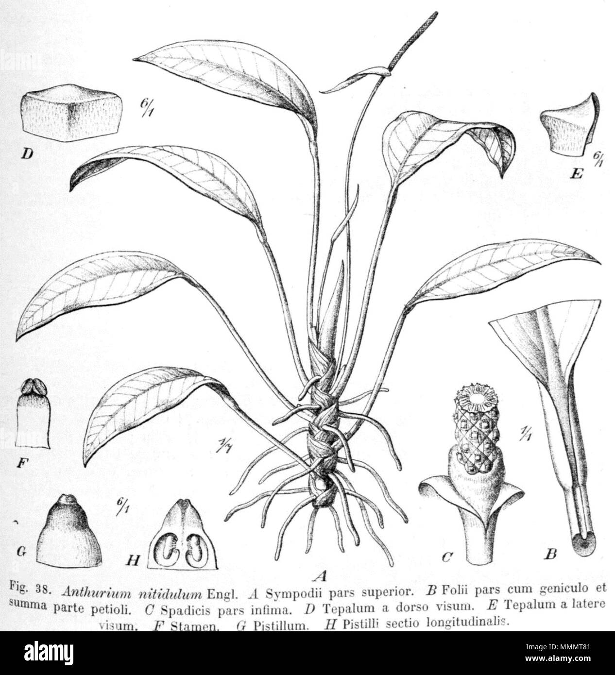 . English: Anthurium nitidulum botanical drawing 49 Anthurium nitidulum ...
