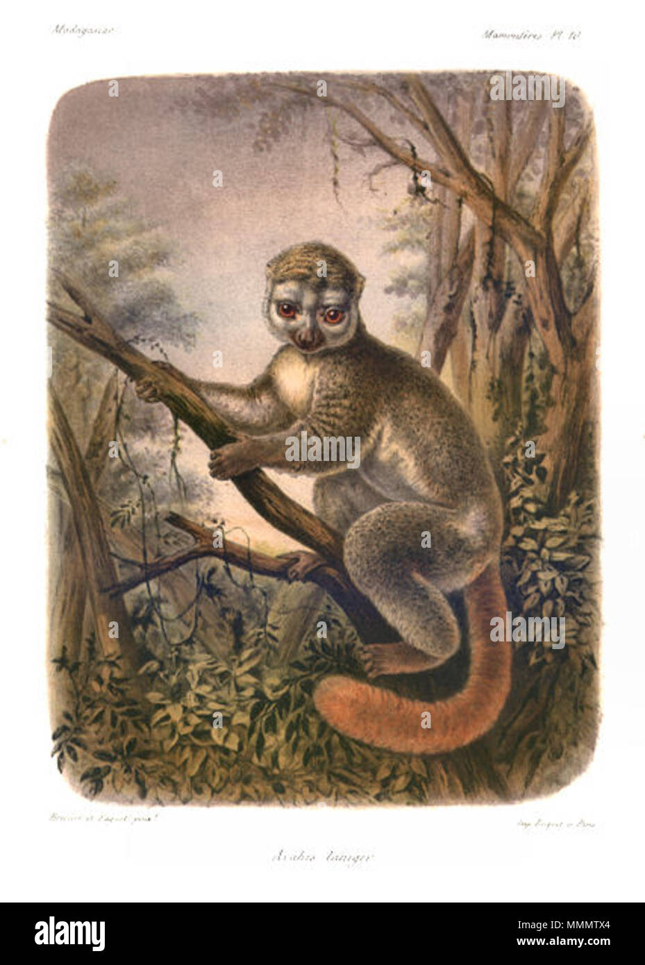 Avahi avahi Cut Out Stock Images & Pictures - Alamy