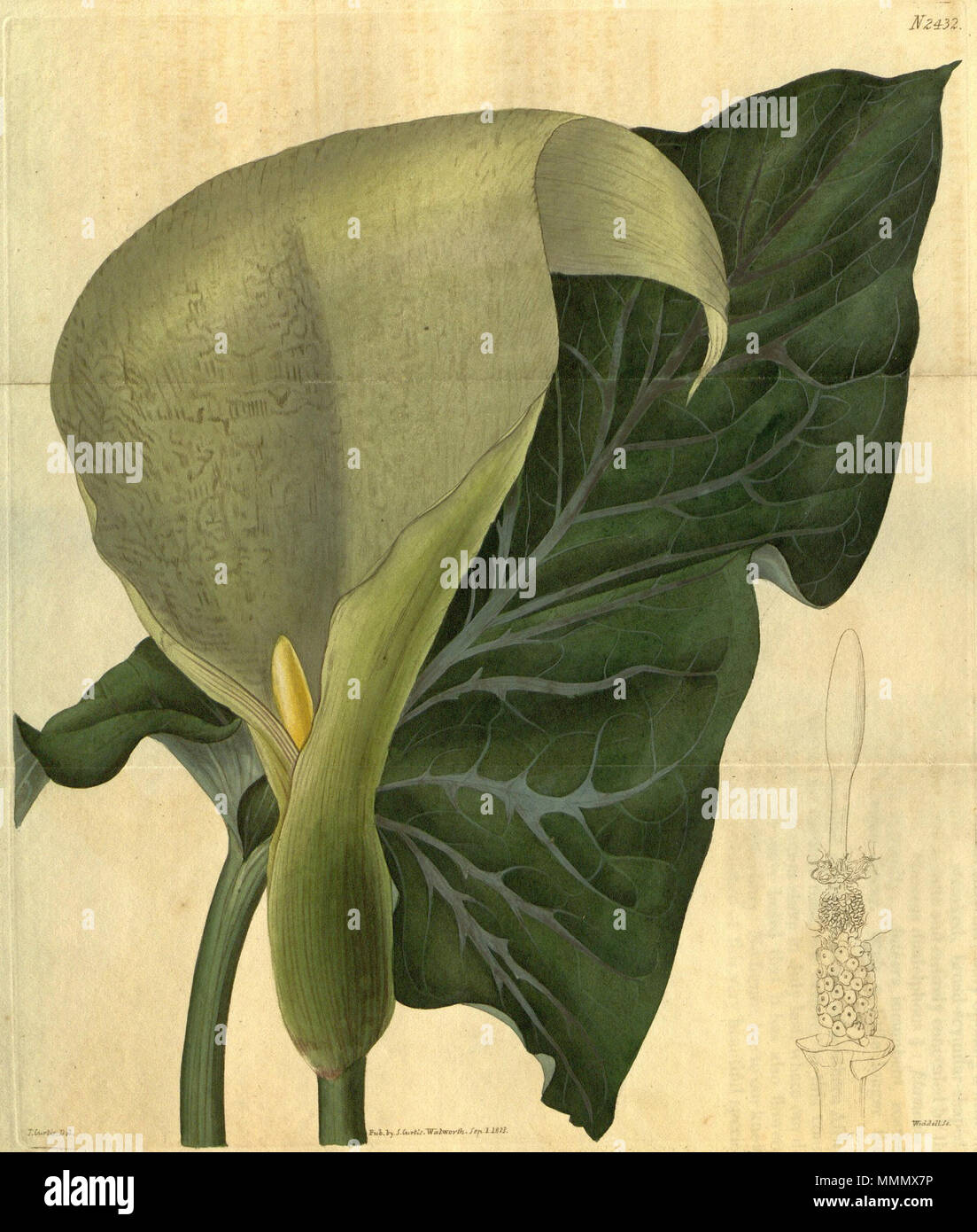. English: Arum italicum botanical drawing 59 Arum italicum CBM Stock ...
