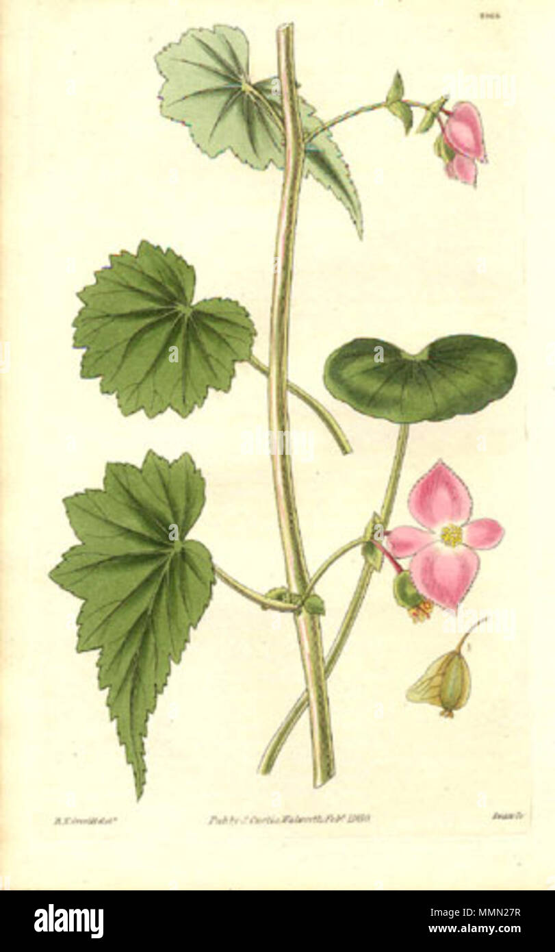 . Begoniaceae - Begonia gracilis. Painting by Robert Kaye Greville ...