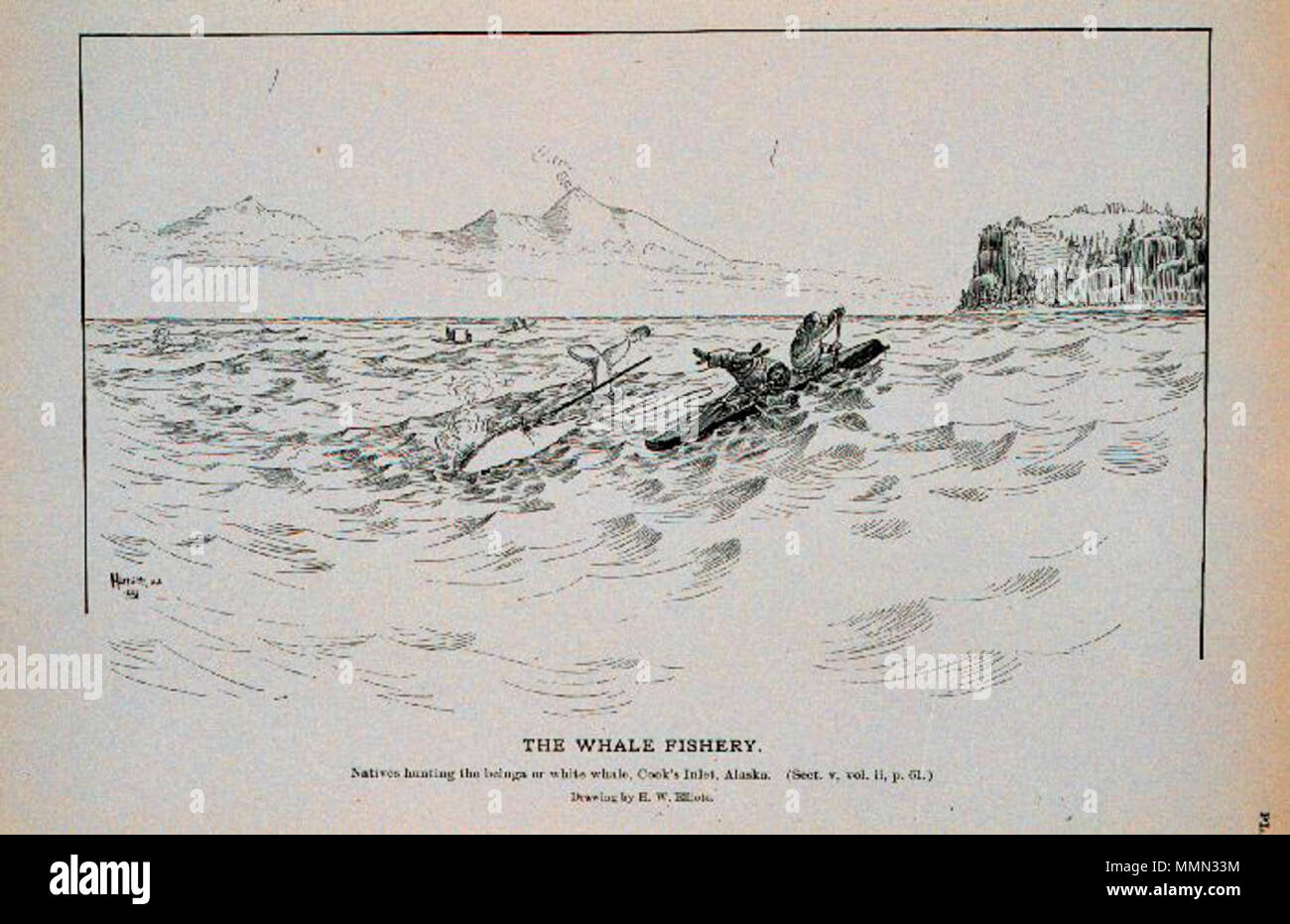 . English: Natives harpooning the beluga, or white whale, at Cook's ...