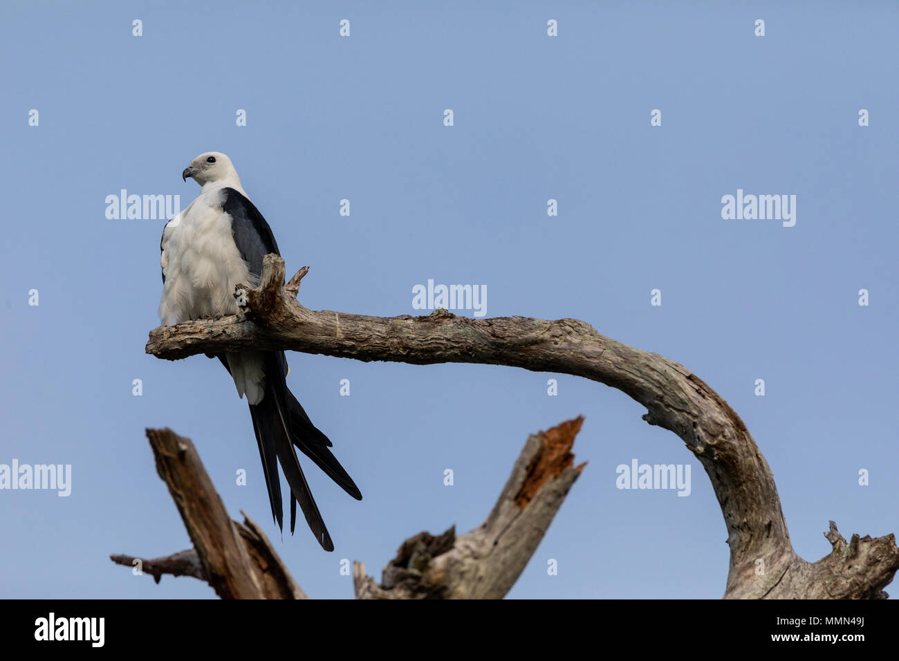 White and grey male swallow-tailed kite Elanoides forficatus perches on ...