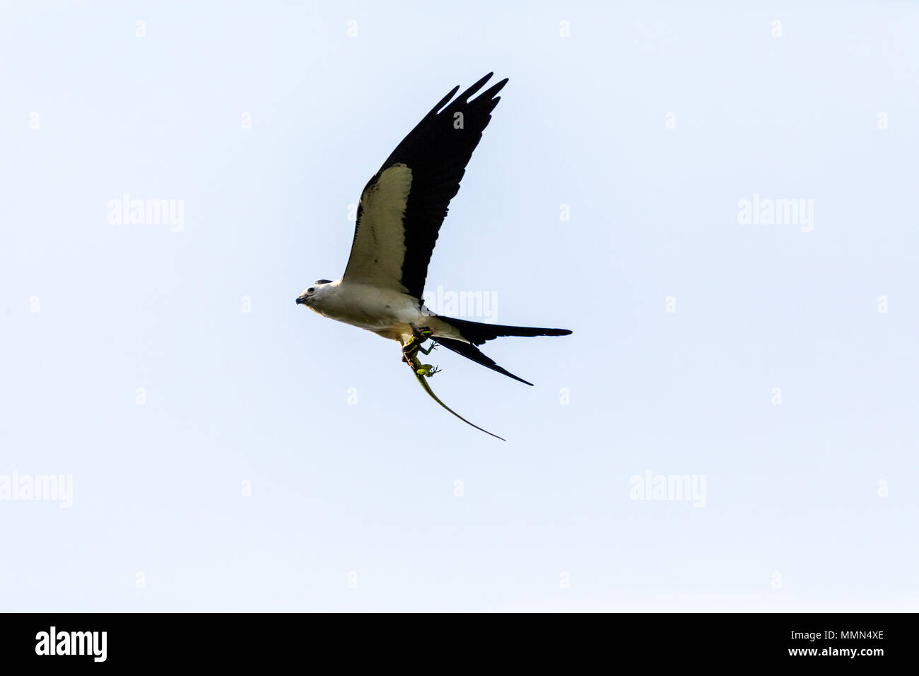 Flying swallow-tailed kite Elanoides forficatus with a Cuban knight ...