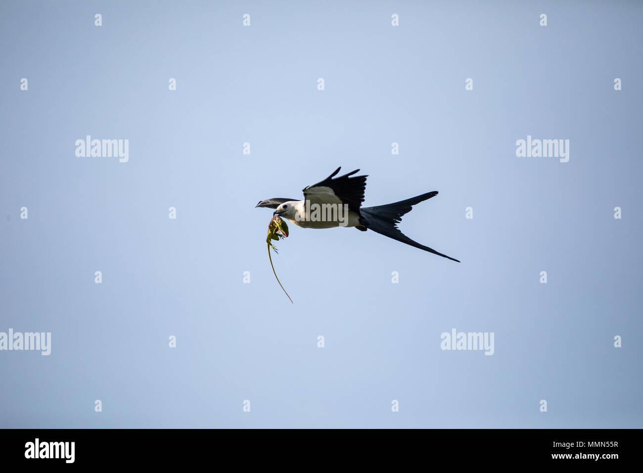 Flying swallow-tailed kite Elanoides forficatus with a Cuban knight ...