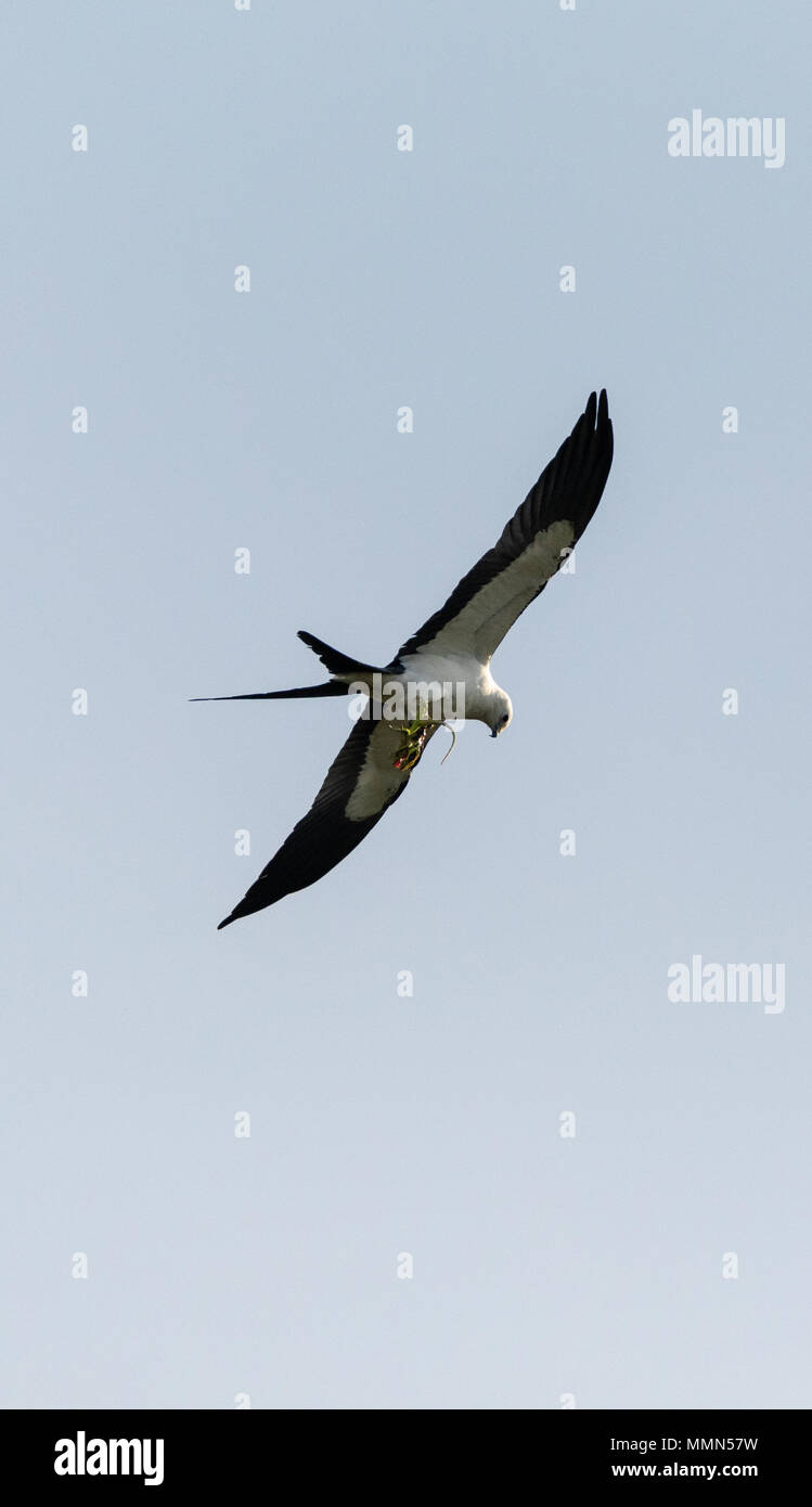 Flying swallow-tailed kite Elanoides forficatus with a Cuban knight ...