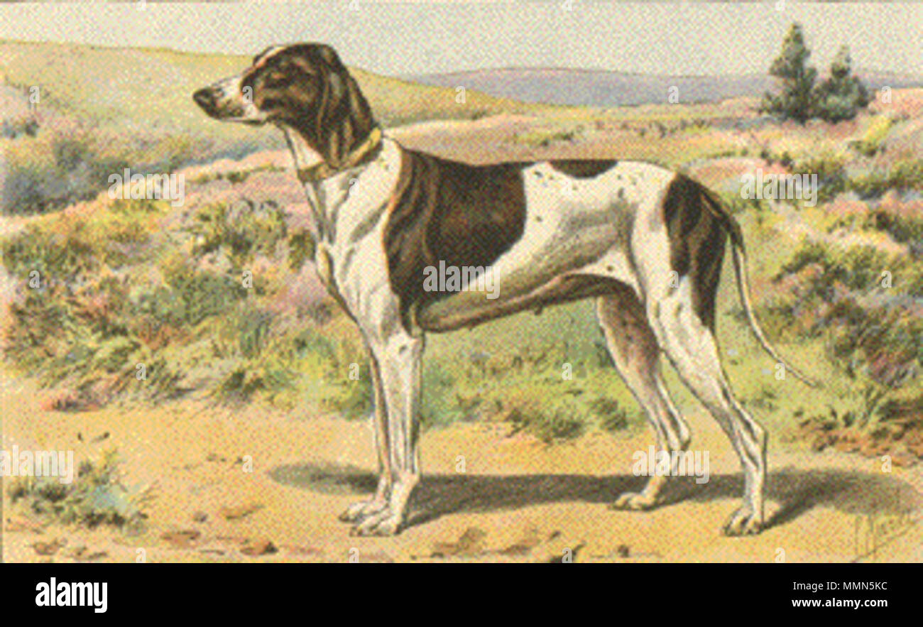 Braque dupuy hi-res stock photography and images - Alamy