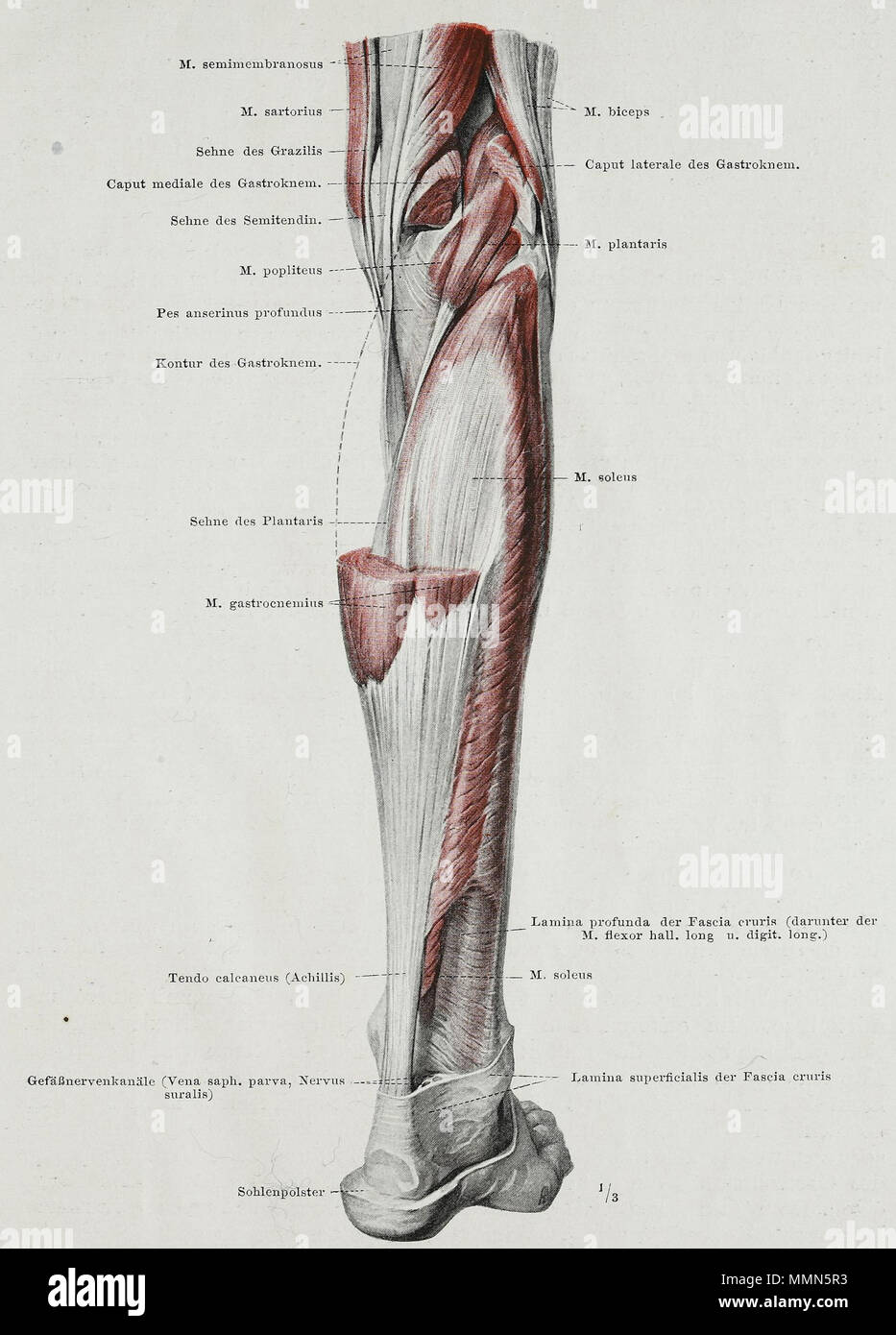 . English: An anatomical illustration from the 1921 German edition of ...
