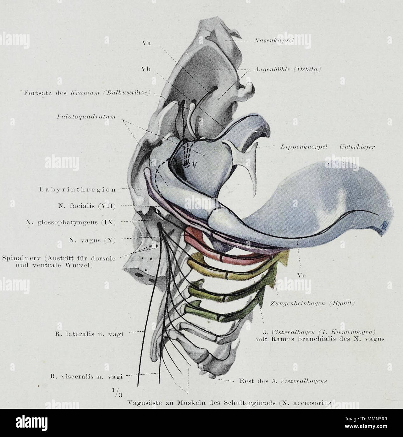 . English: An anatomical illustration from the 1921 German edition of ...