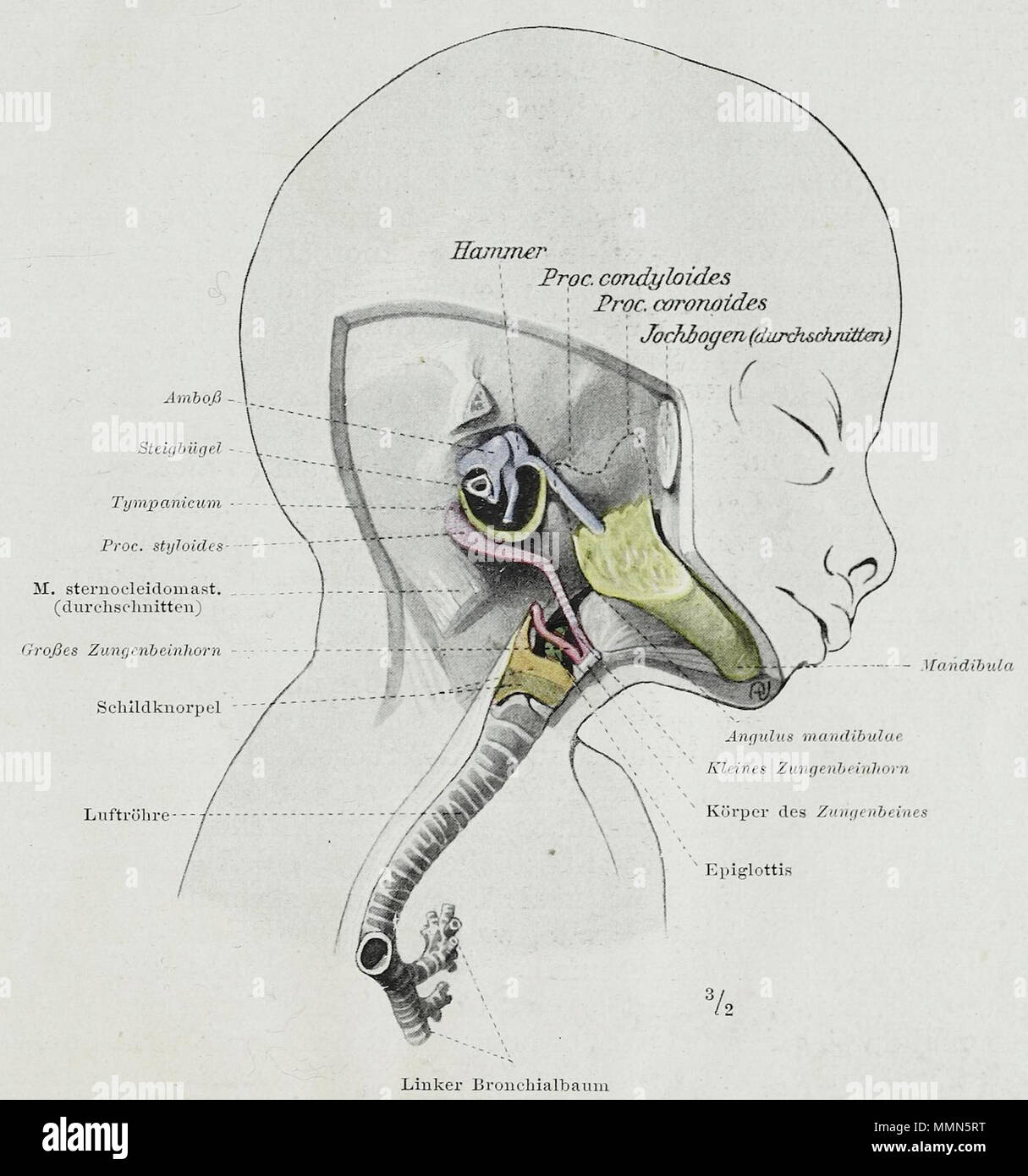 . English: An anatomical illustration from the 1921 German edition of ...