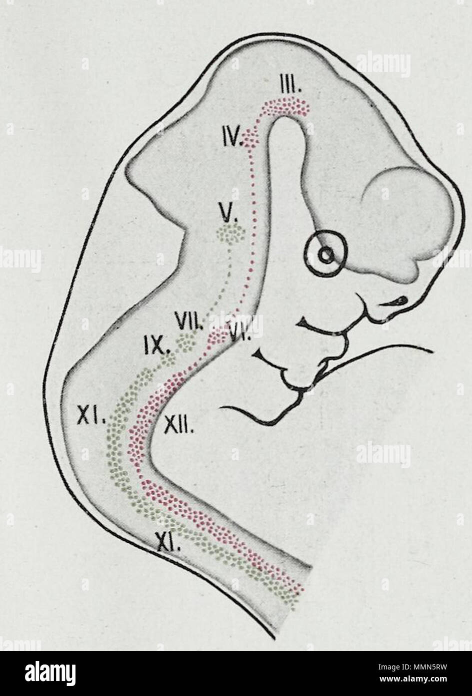 . English: An anatomical illustration from the 1921 German edition of ...