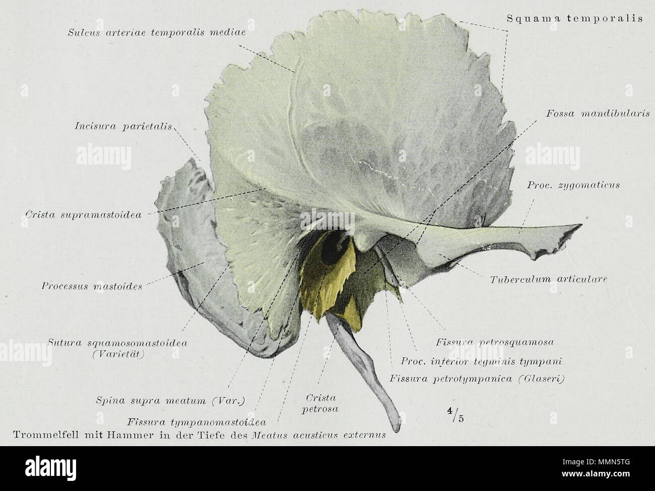 . English: An anatomical illustration from the 1921 German edition of ...