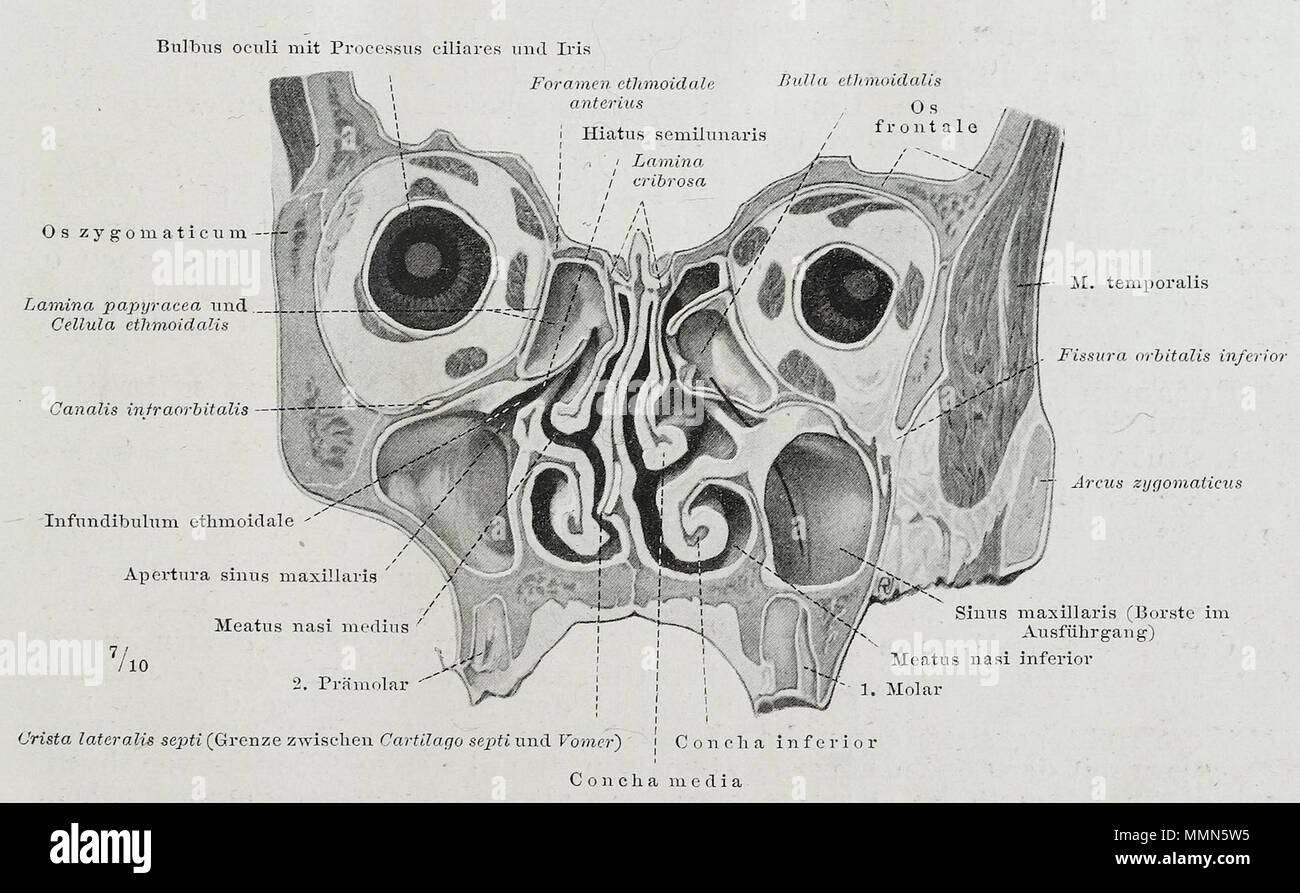 . English: An anatomical illustration from the 1921 German edition of ...