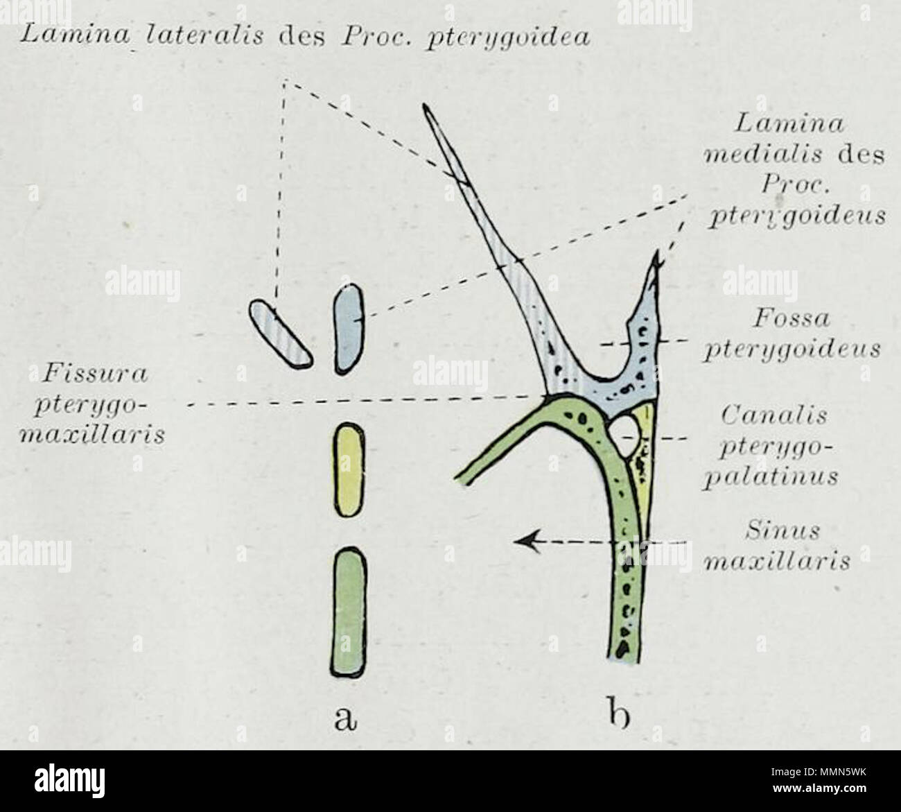 Anatomical terminology hi-res stock photography and images - Alamy
