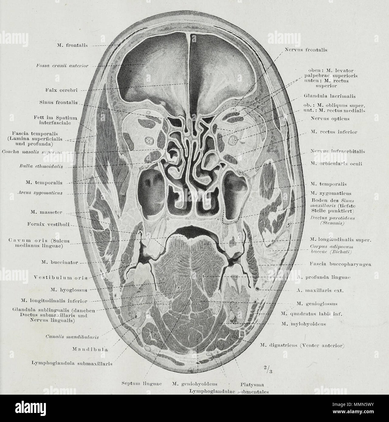 . English: An anatomical illustration from the 1921 German edition of ...